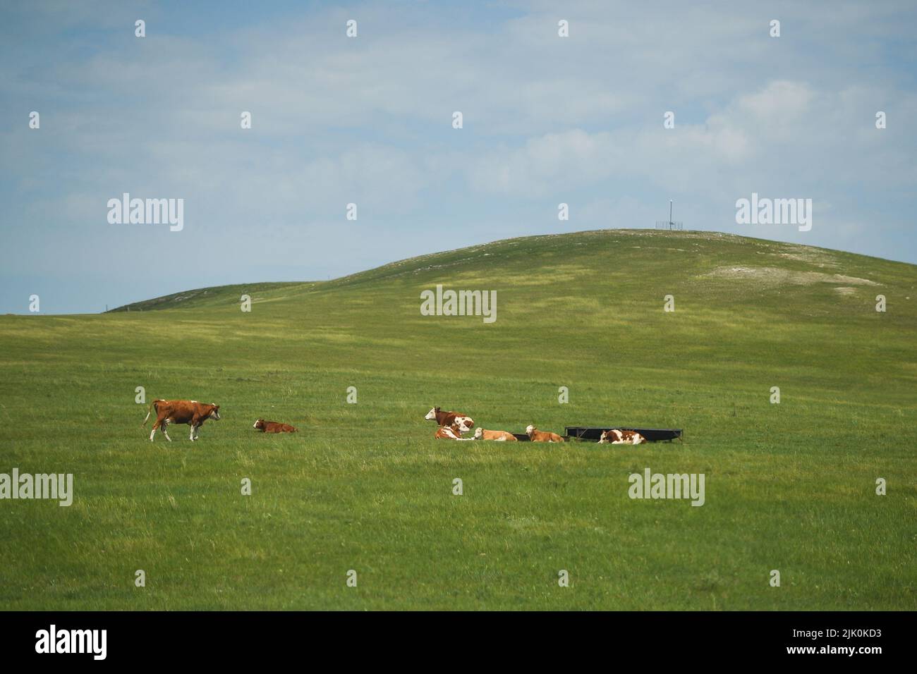 Xilingol. 25th July, 2022. Photo taken on July 25, 2022 shows a herd of ...