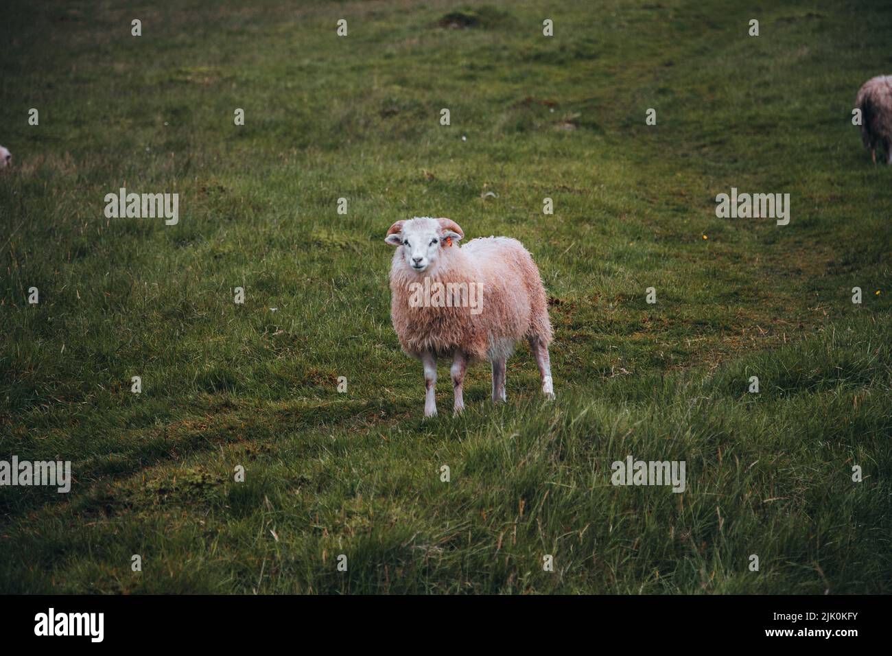 Faroe Islands Sheep on the Faroe Islands Stock Photo - Alamy