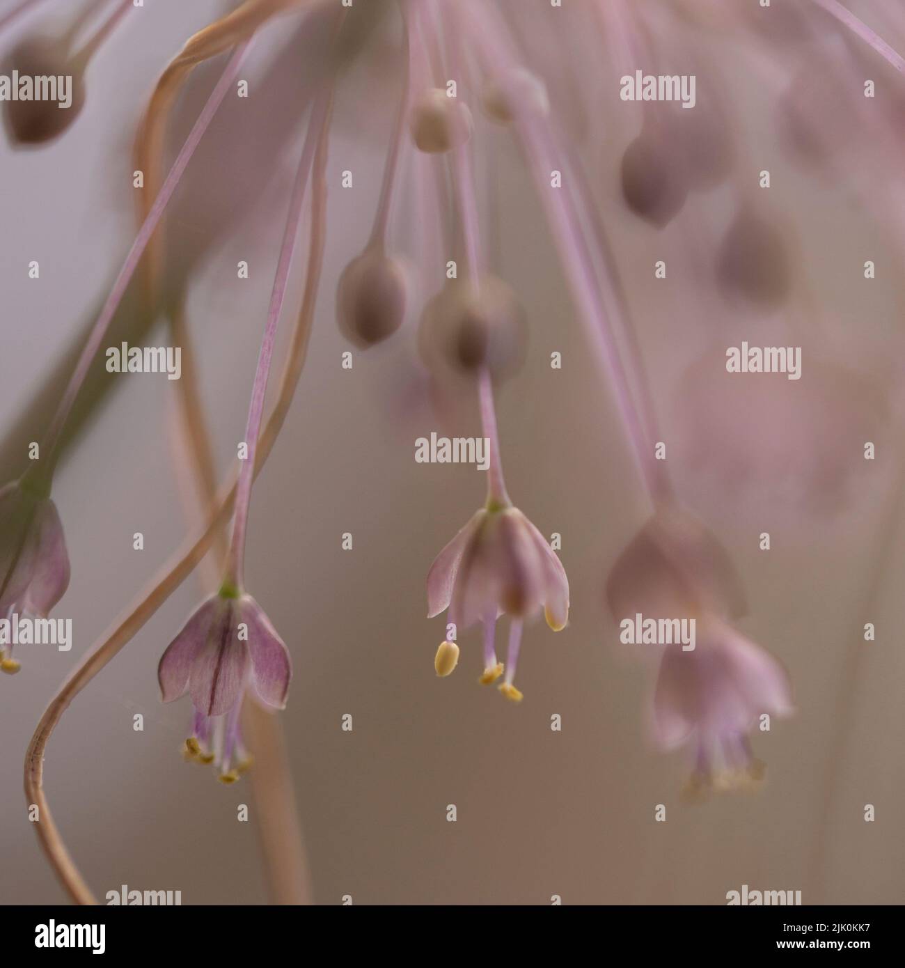 Allium daninianum hi-res stock photography and images - Alamy