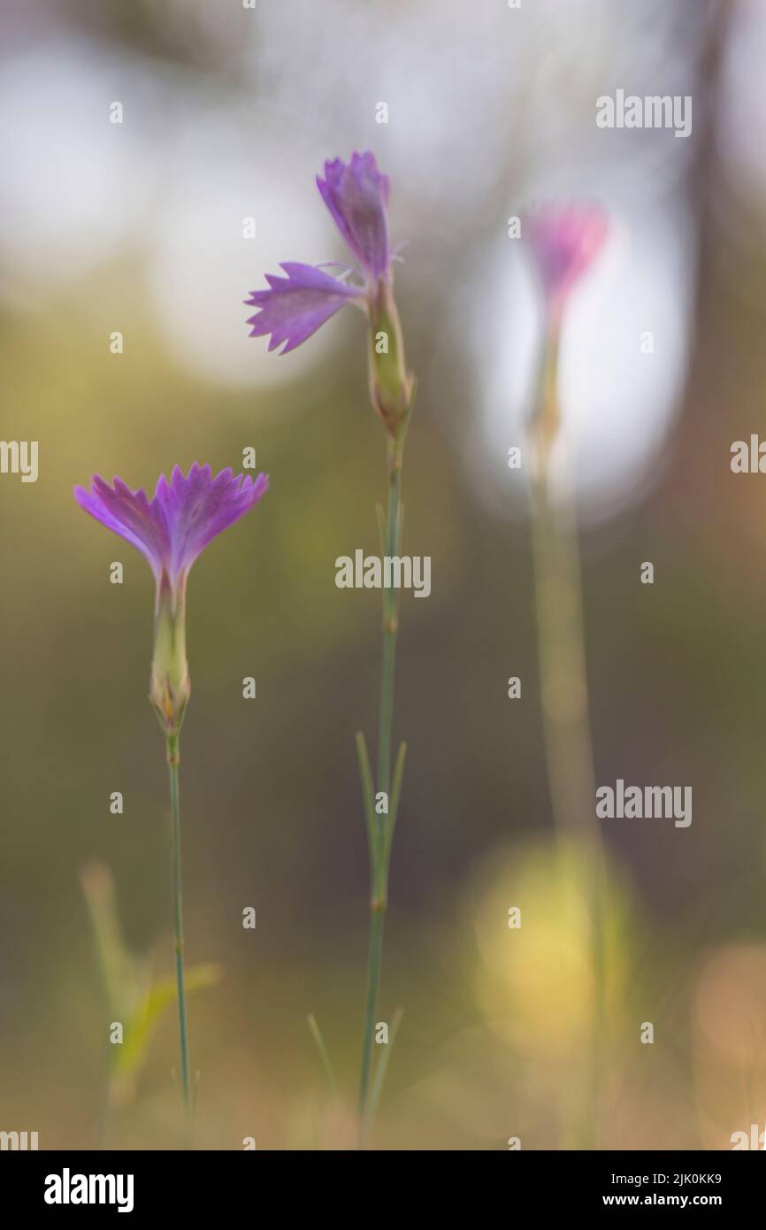 Wild Pink also Wild Carnation (Dianthus strictus) Photographed in ...