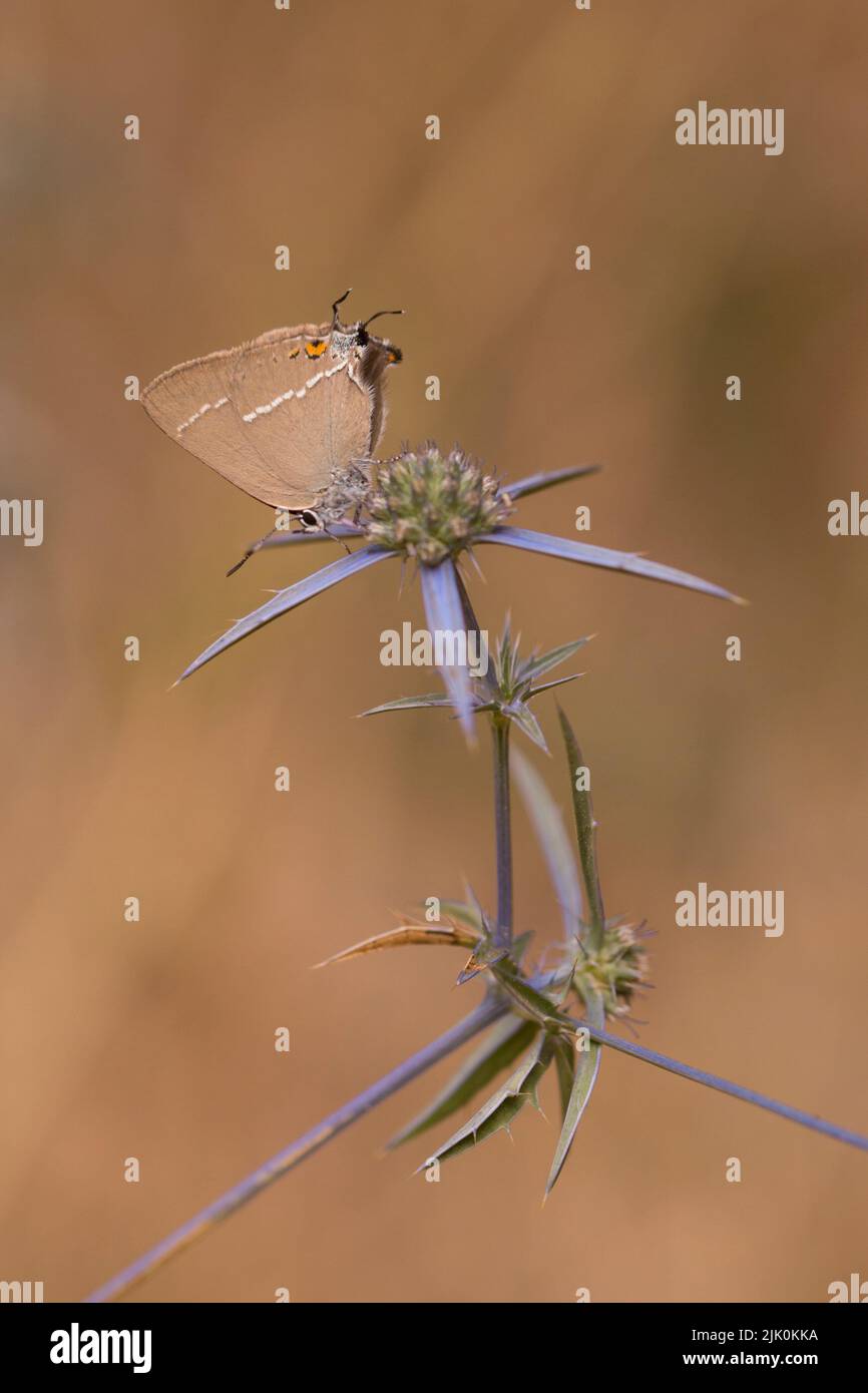 Blue spot hairstreak (Satyrium spini) butterfly. This butterfly is ...