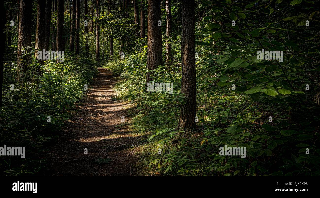 A narrow pathway passing through the forest in Anyksciai, Lithuania ...