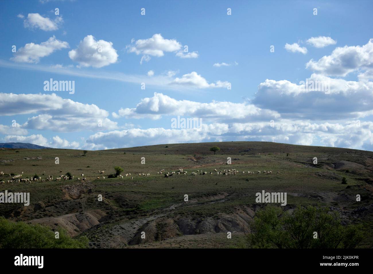 flock of sheep spreading in nature Stock Photo - Alamy