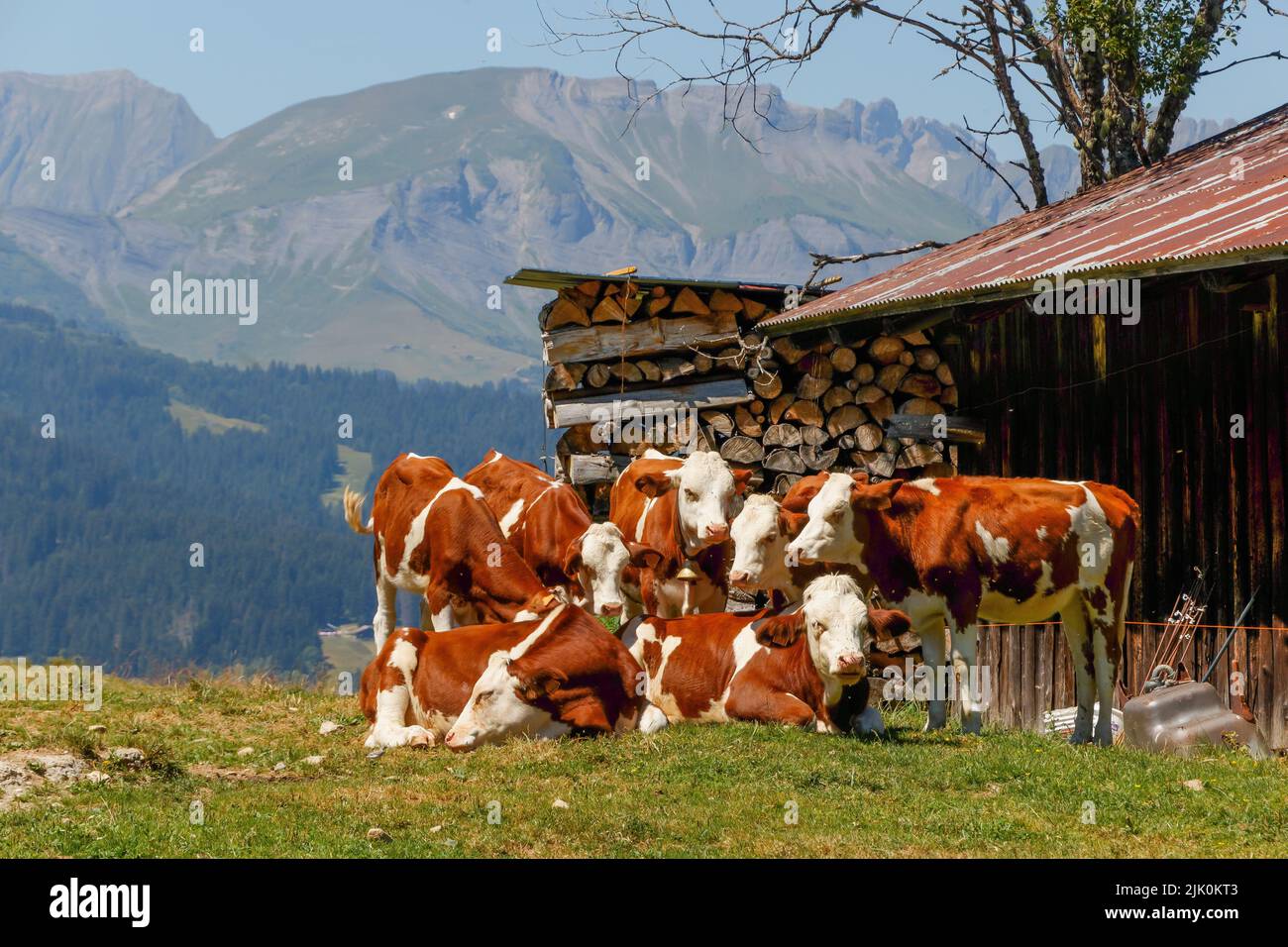 Cows huddled together hi-res stock photography and images - Alamy