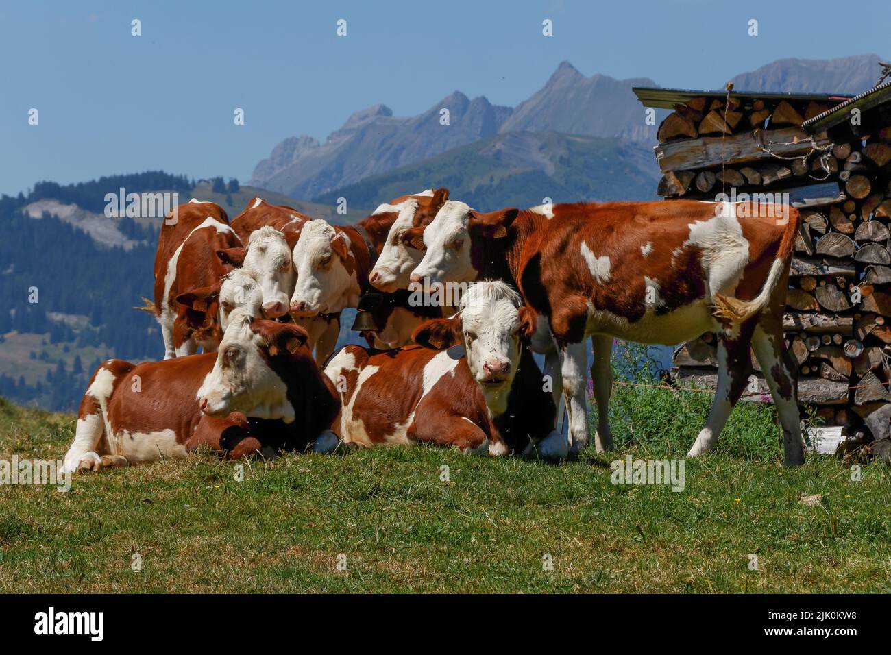 Cows huddled together hi-res stock photography and images - Alamy