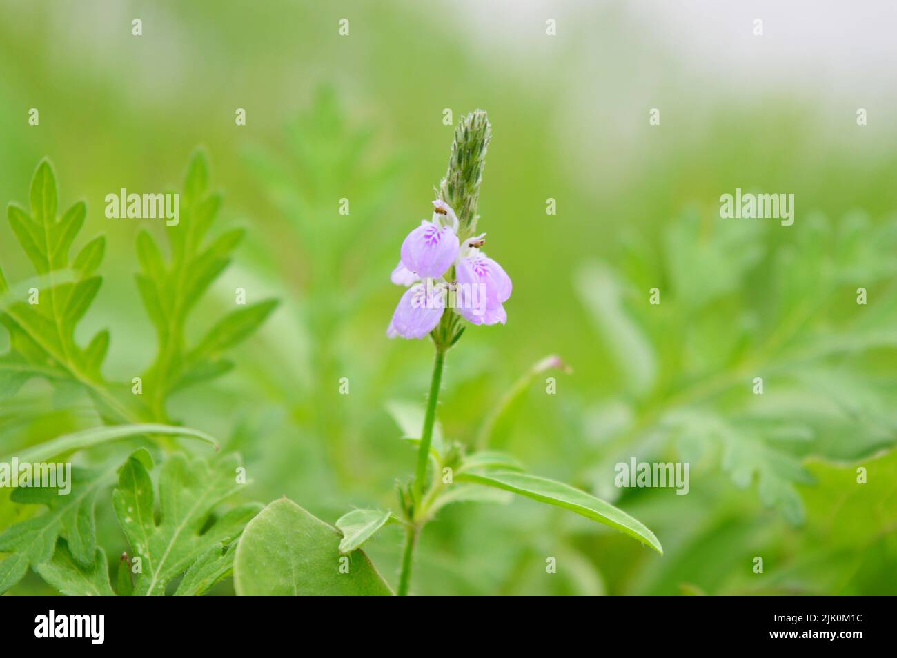 Indian skipper frog hi-res stock photography and images - Alamy