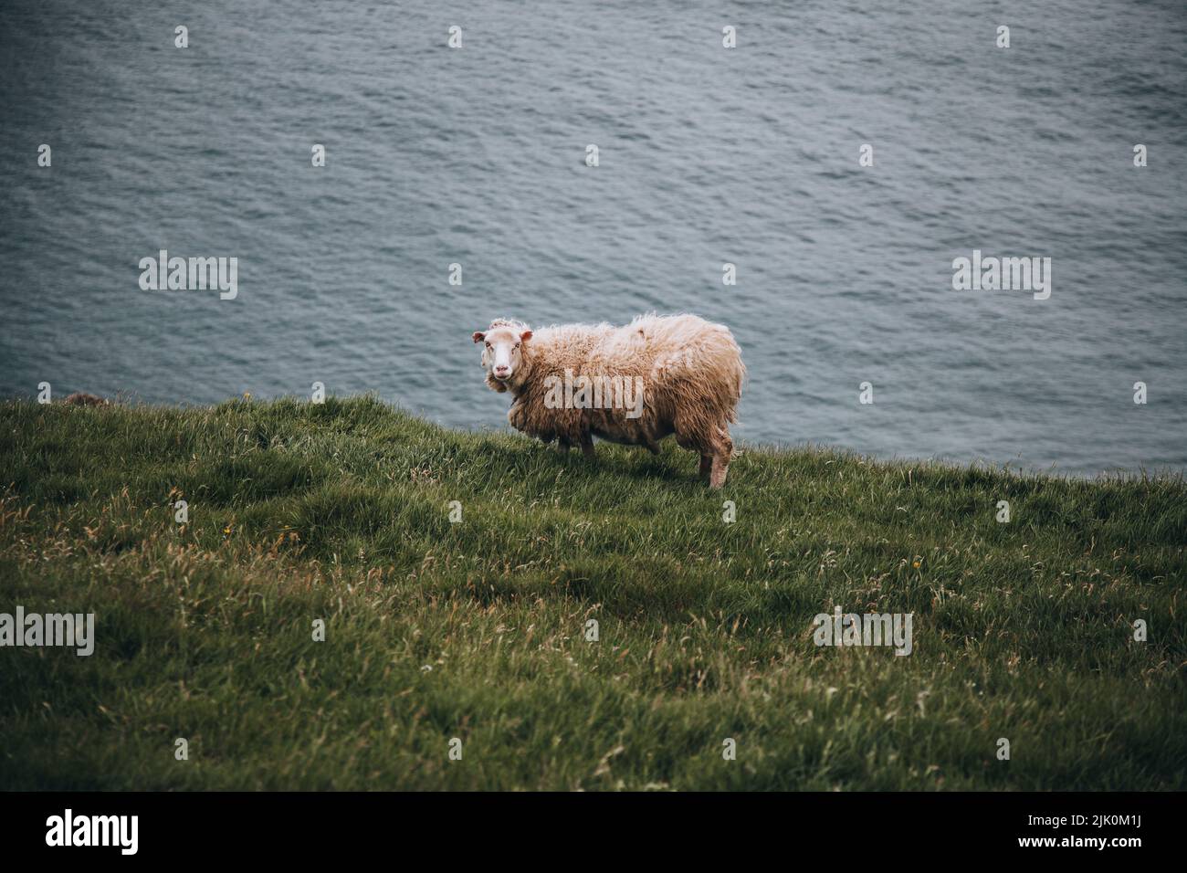 Faroe Islands Sheep on the Faroe Islands Stock Photo - Alamy