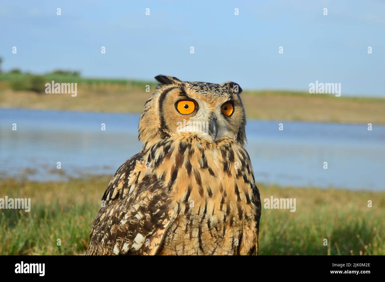 Indian Eagle Owl | Grand-duc indienIndian eagle owl facts, distribution ...