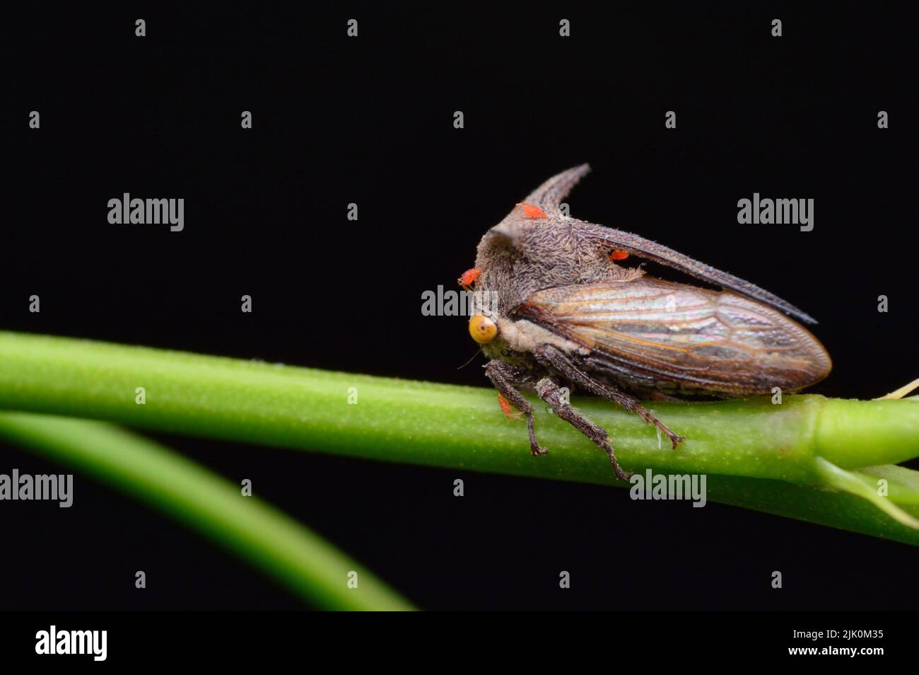 Horn tree hopper, Heteronotus nodosus, Satara, Maharashtra, India Stock ...