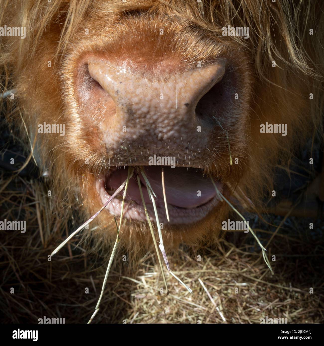 Close-up of a cow grazing on hay in a farm setting during the afternoon ...