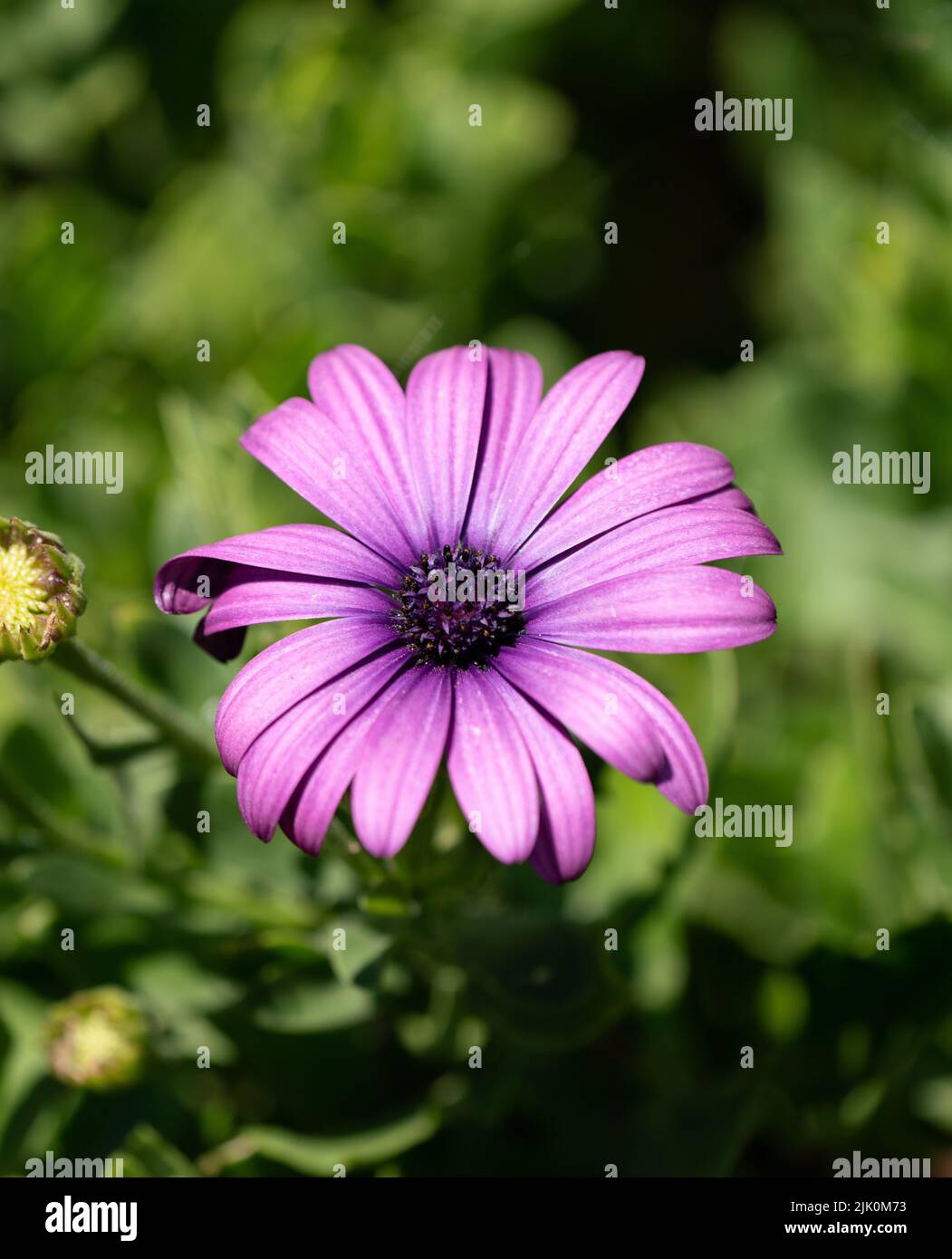 Single Purple Daisy Flower
