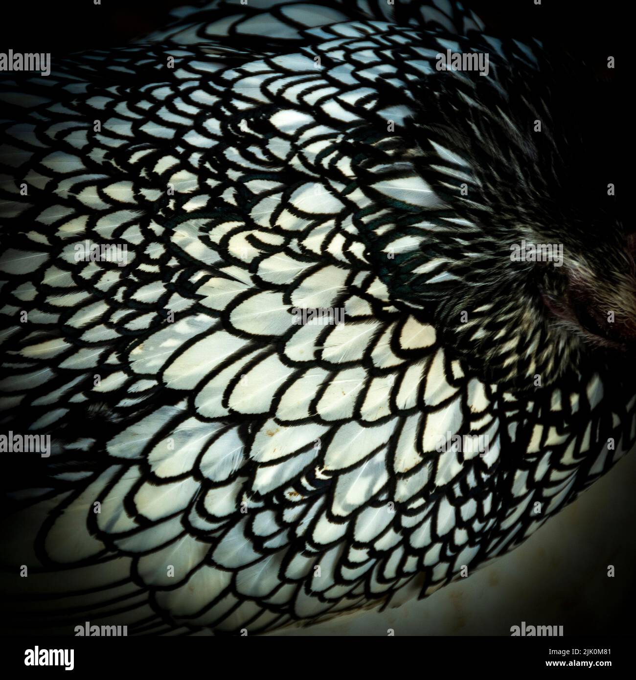 Showcasing intricate plumage patterns hi-res stock photography and ...