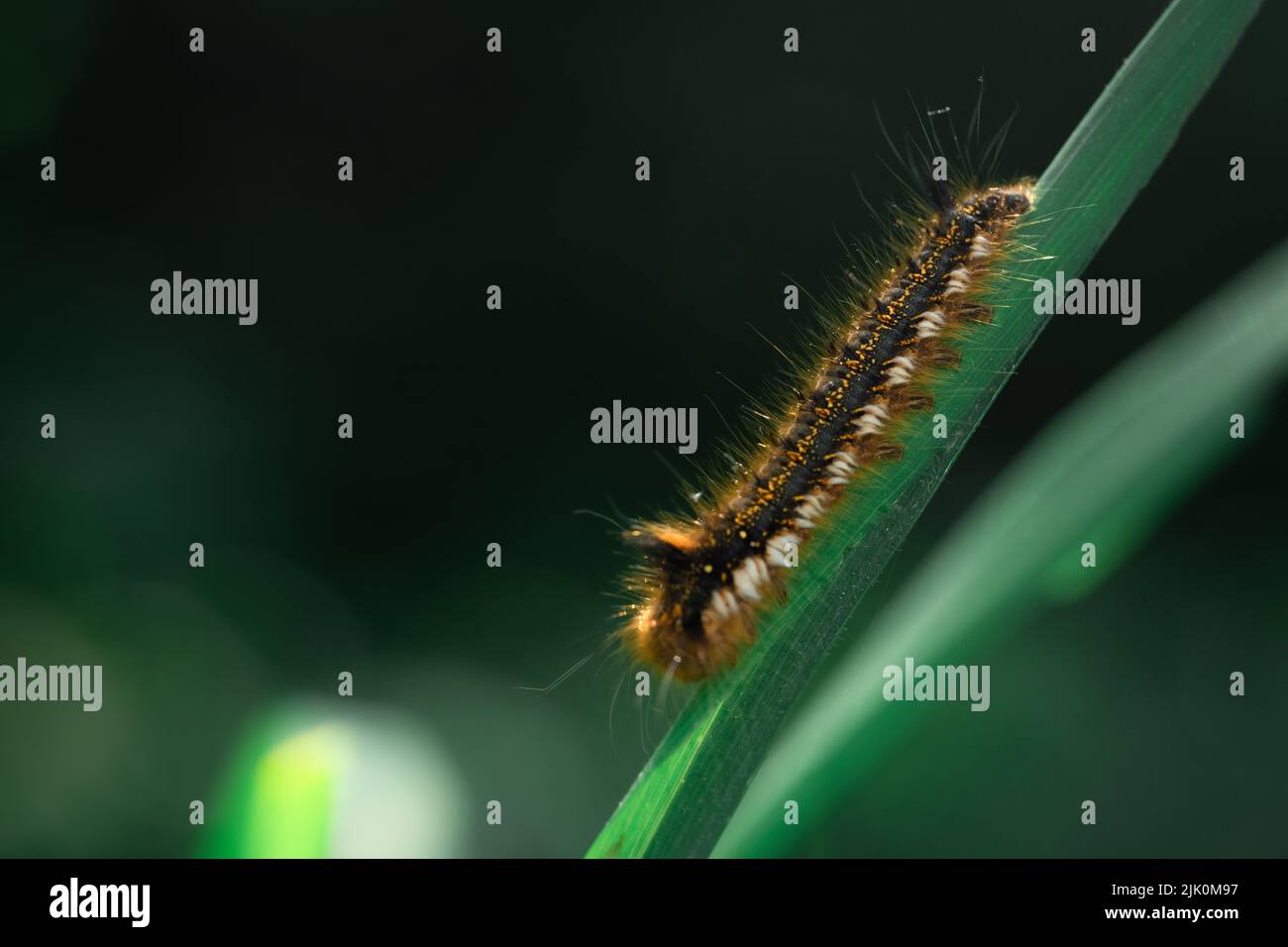 Caterpillar blade hi-res stock photography and images - Alamy