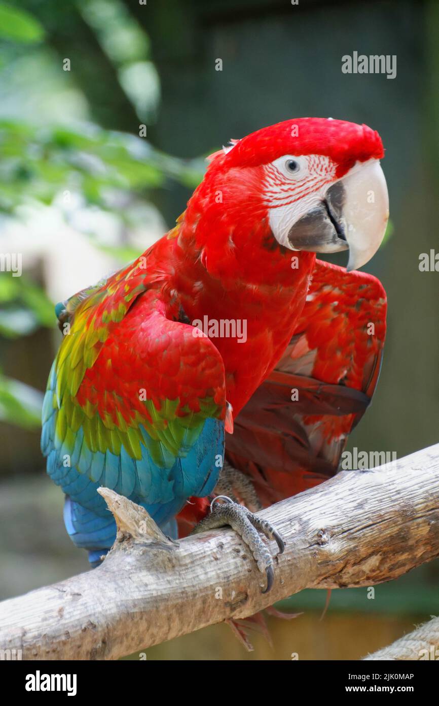 A vertical shot of a red and green macaw perched on a tree branch at ... A vertical shot of a red and green macaw perched on a tree branch at ...