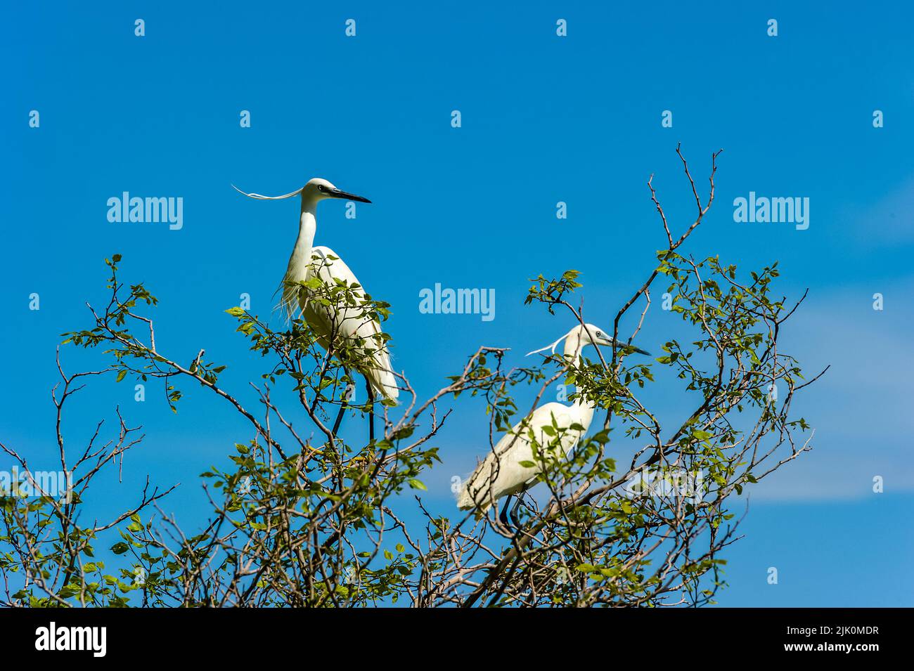 Little Egret, or Egretta garzetta. White heron - a white bird with a ...