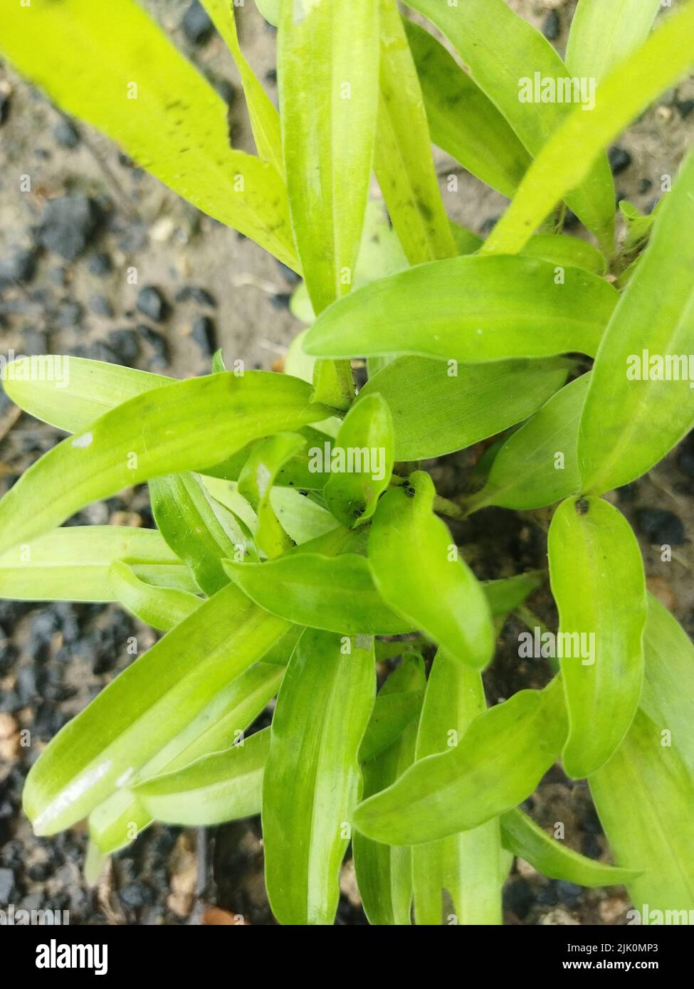 A Close up Angel grass on plant, Angel grass herb for alternative ...