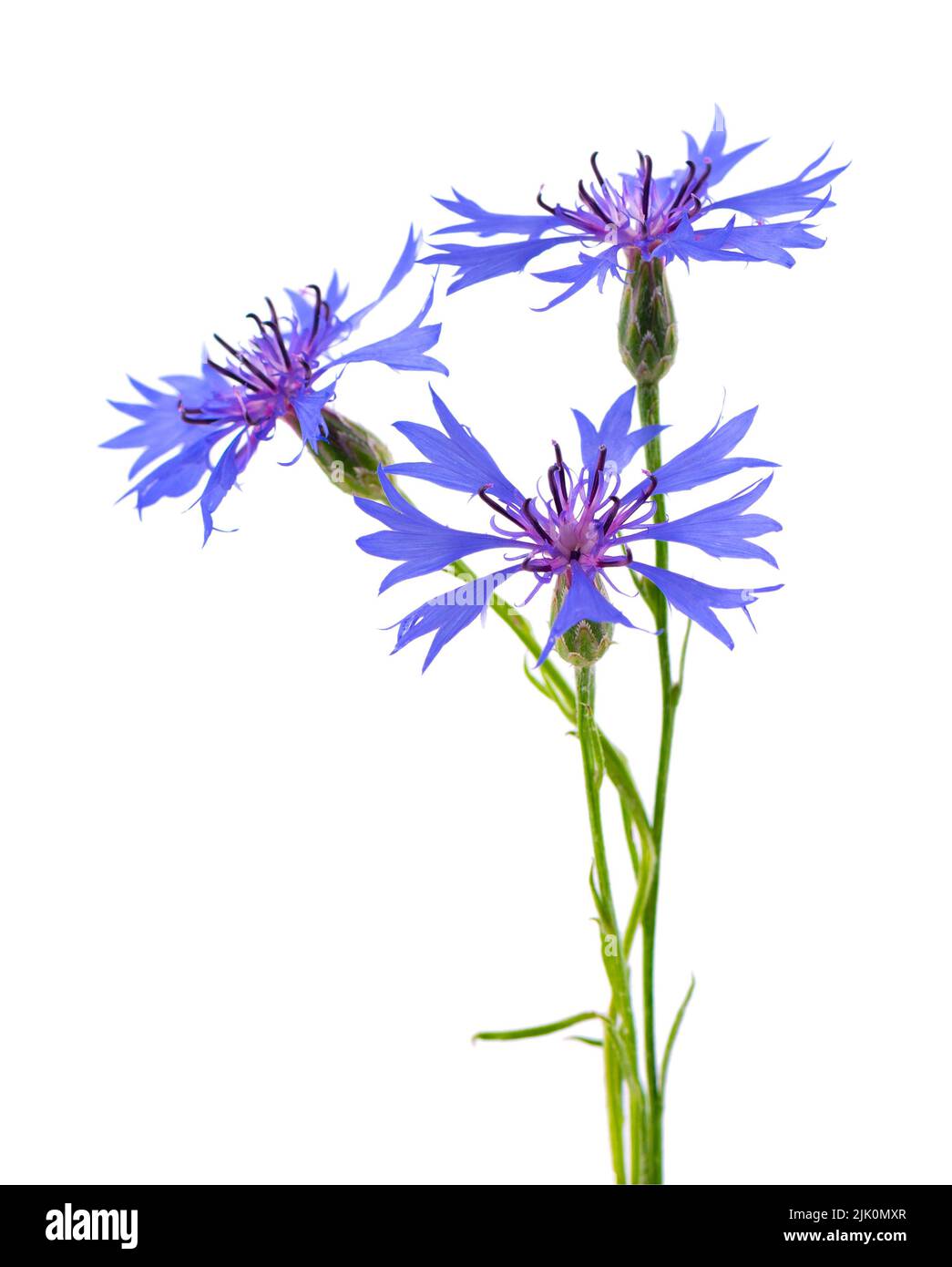 Purple knapweed flowers isolated on white background. Blue wild ...