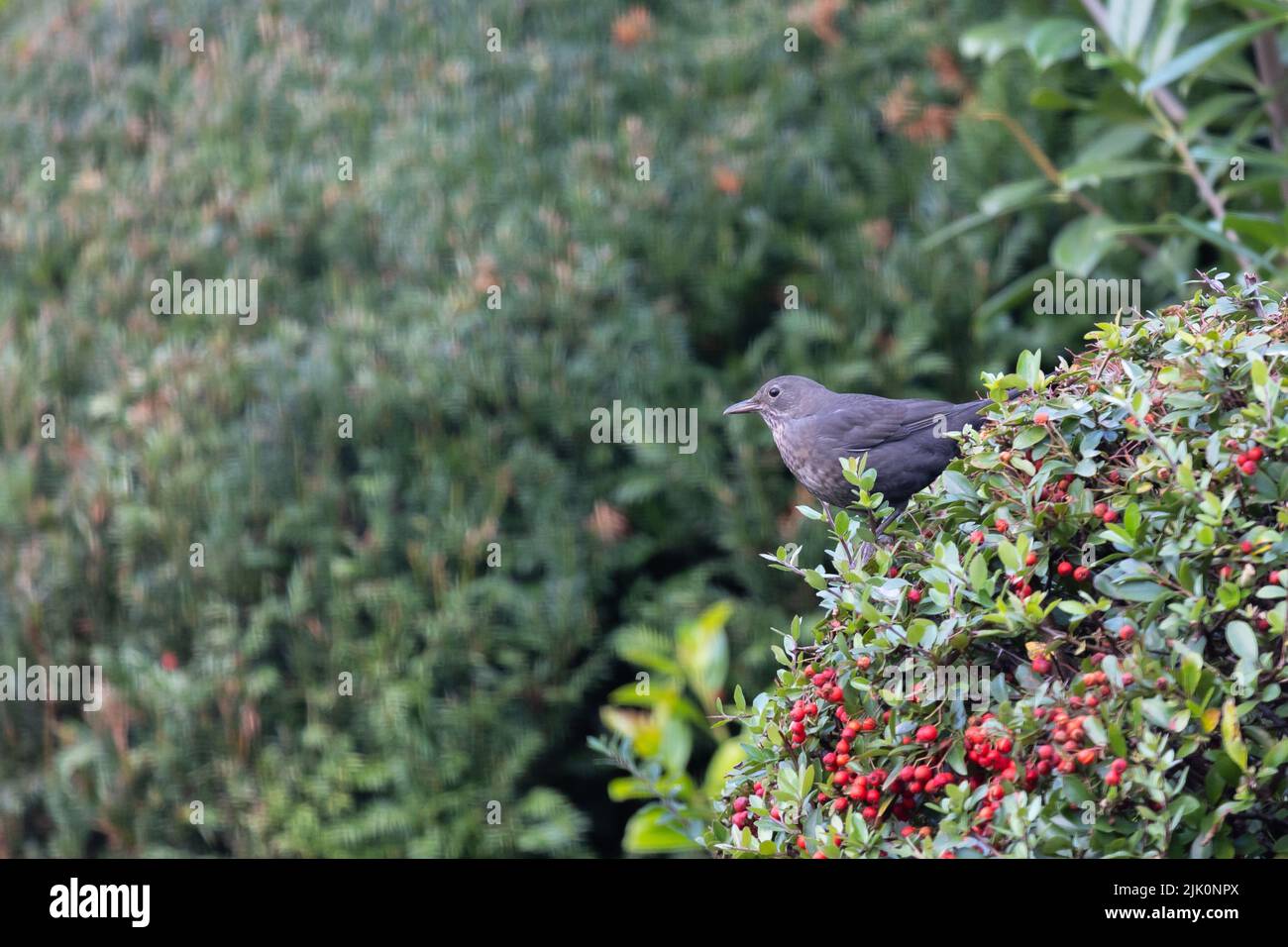 A blackbird (turdus merula) sitting on a bush of firethorn (pyracantha ...