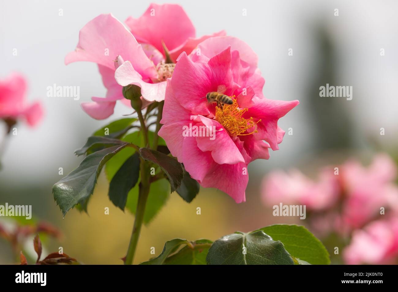 A bee harvesting pollen on a red rose in full bloom with yellow ...