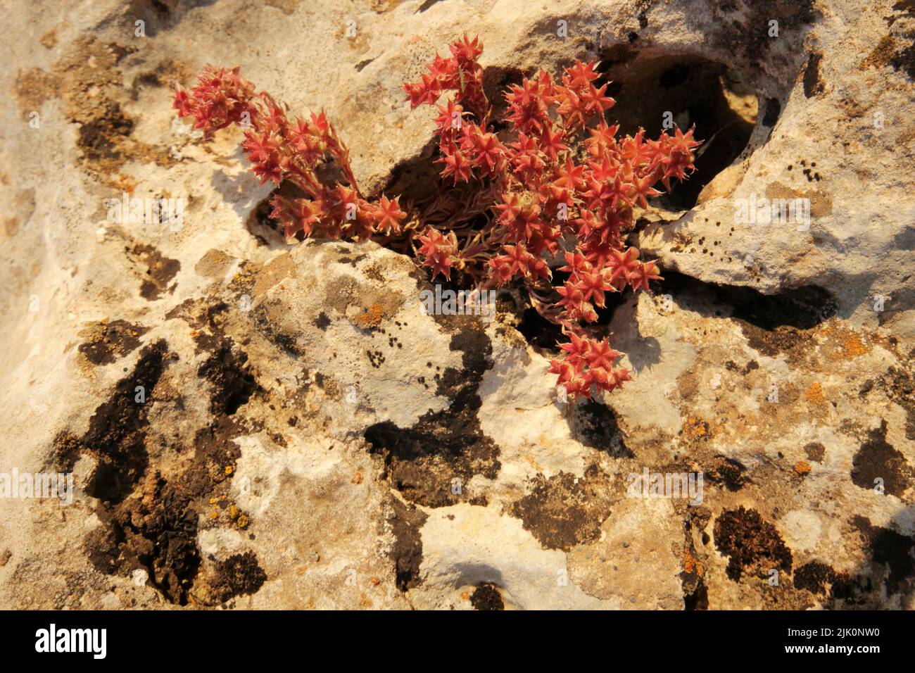 plant overgrown among the rock Stock Photo - Alamy