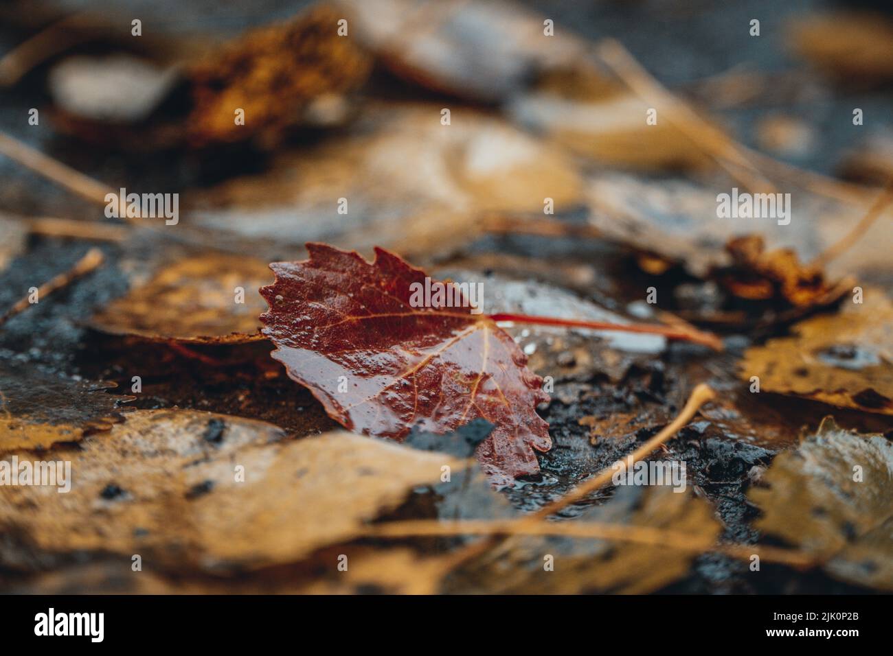 A selective focus shot of wet red fallen leaf on the muddy ground Stock ...