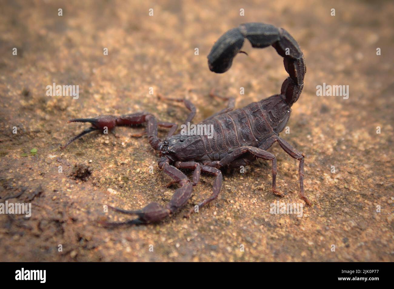 scorpion in macro photography tityus Stock Photo - Alamy