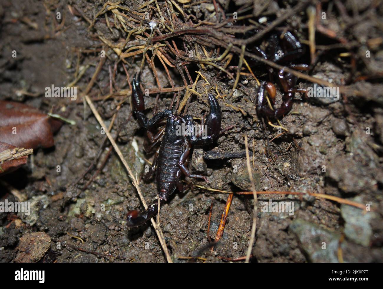 scorpion in macro photography chactas Stock Photo - Alamy