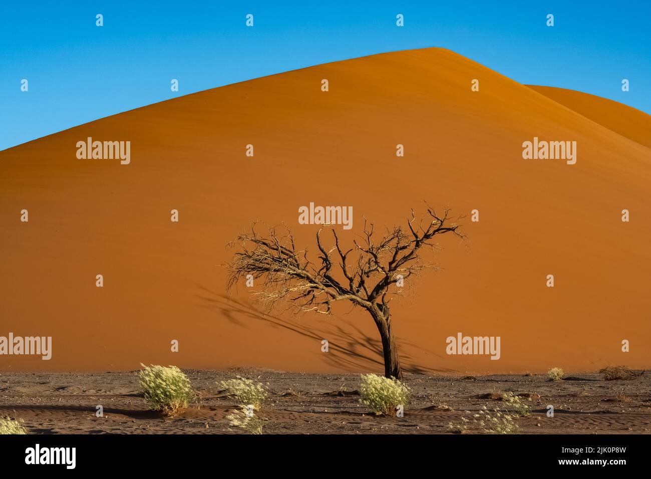 Namibia, the Namib desert, a tree isolated in the red dunes in ...