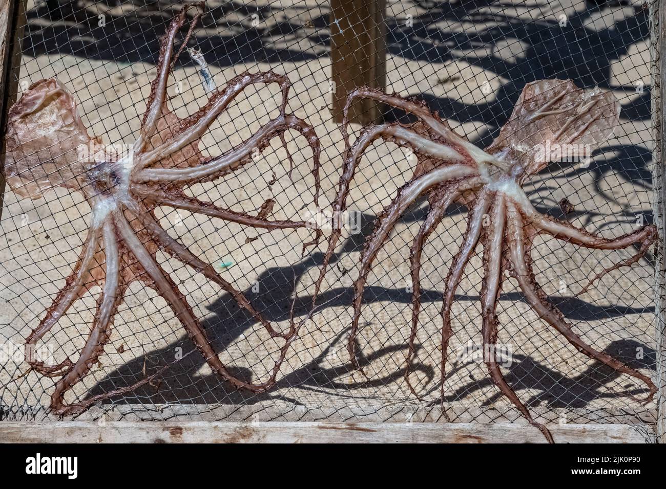 Nazare in Portugal, salted octopus sold on the beach, traditional ...