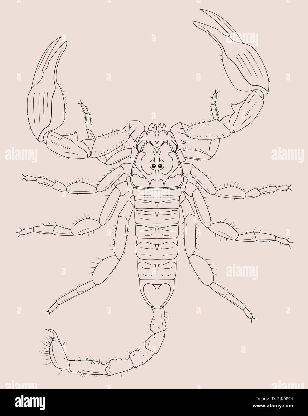 vintage scorpion illustration for tattoo Stock Photo - Alamy