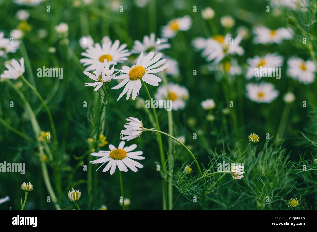 Oxeye daisy closeup golden hour soft background Stock Photo - Alamy