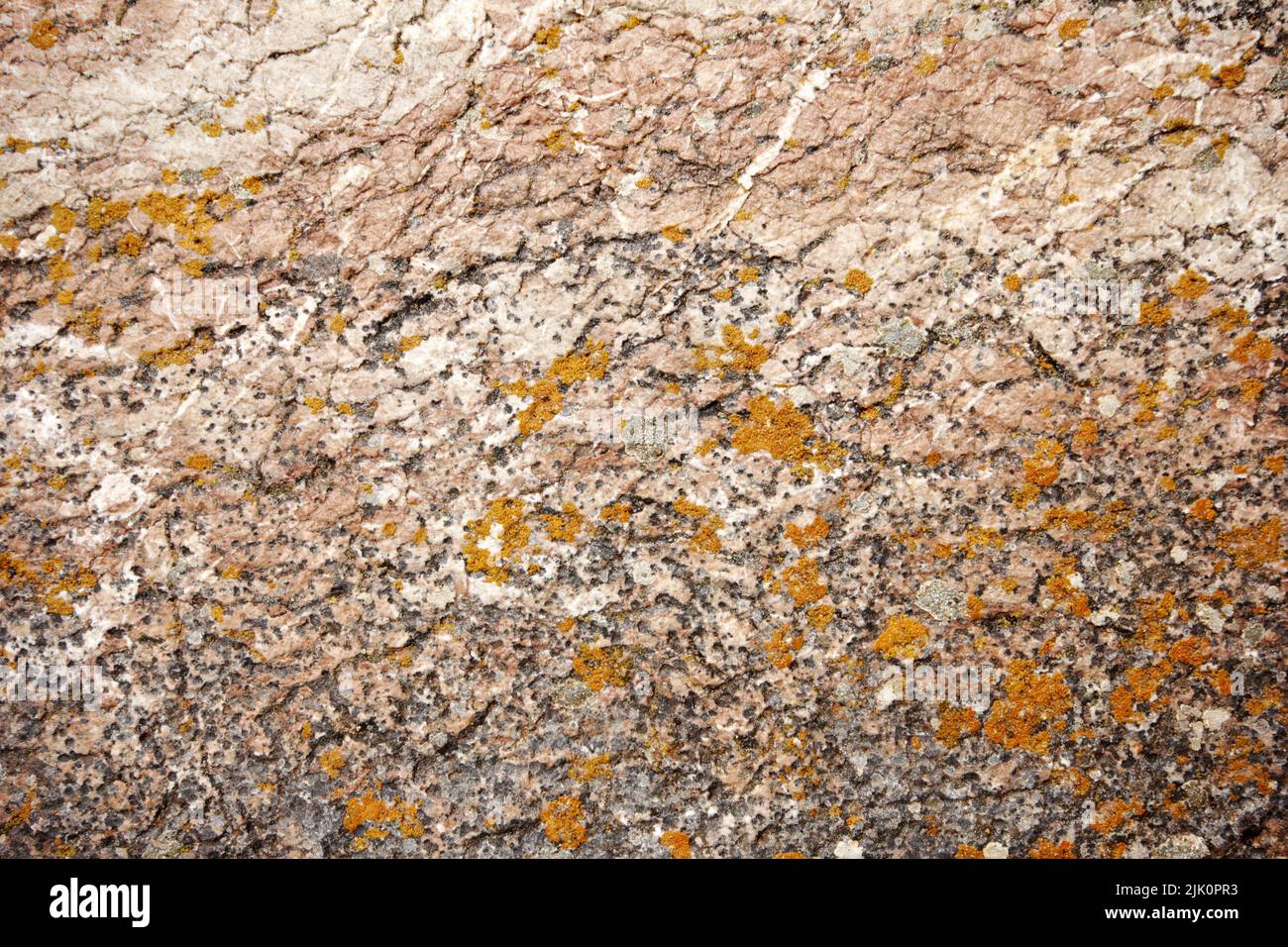 algae on the rock close-up Stock Photo - Alamy