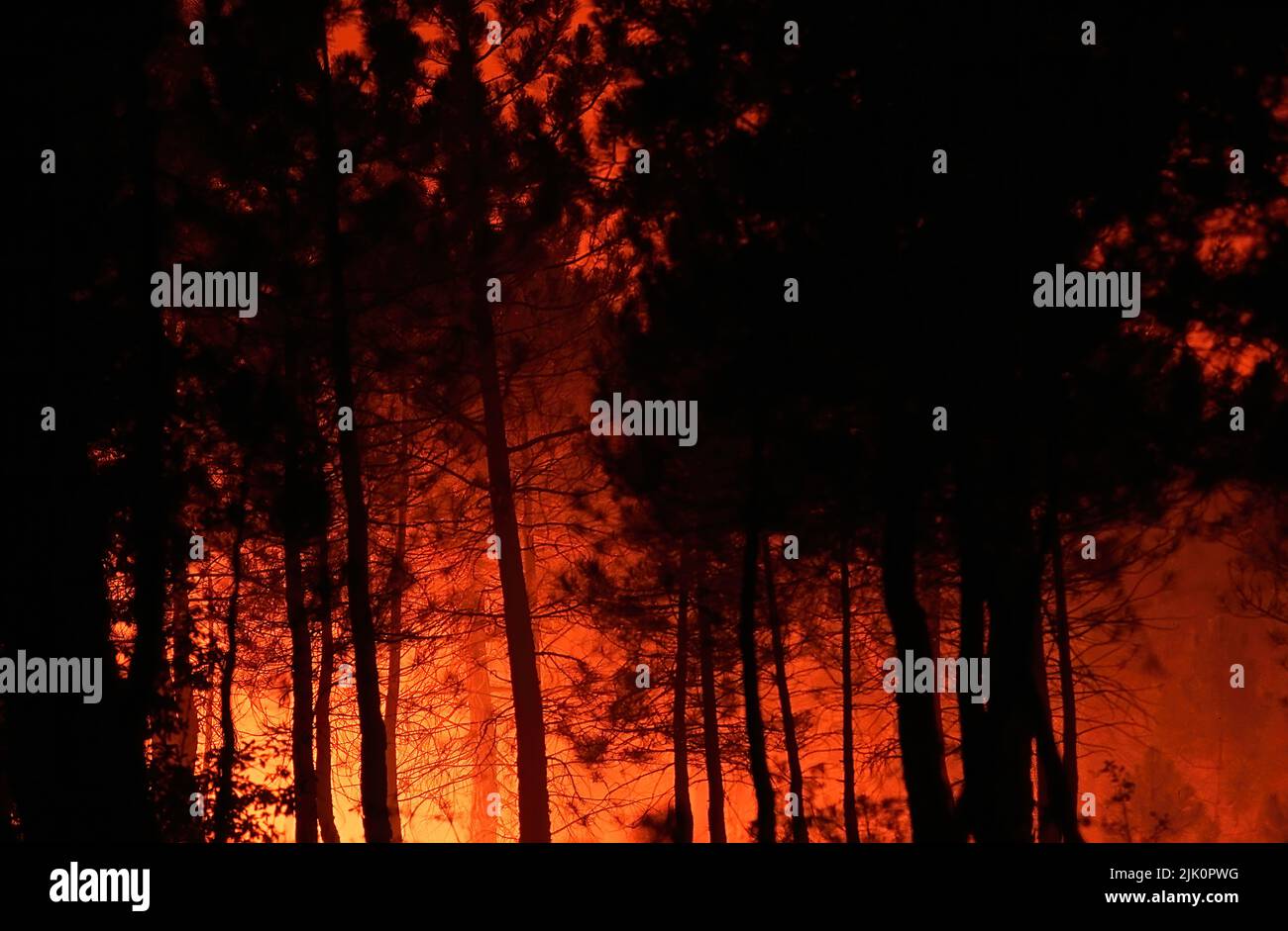 Burnt Forest At Night