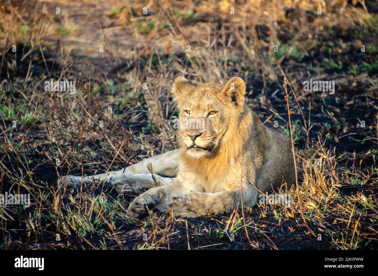 Lion in dry grass hi-res stock photography and images - Alamy