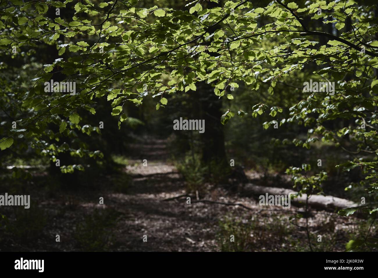 A branch of a tree with green leaves on it and blurred plants on the ...