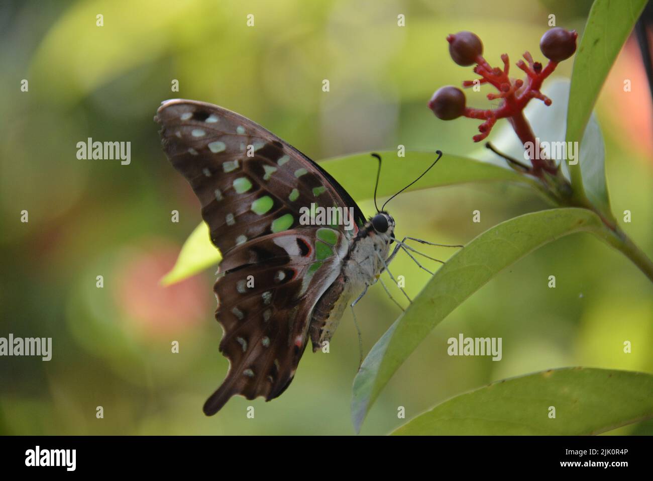 tropical butterfly in nature Stock Photo - Alamy