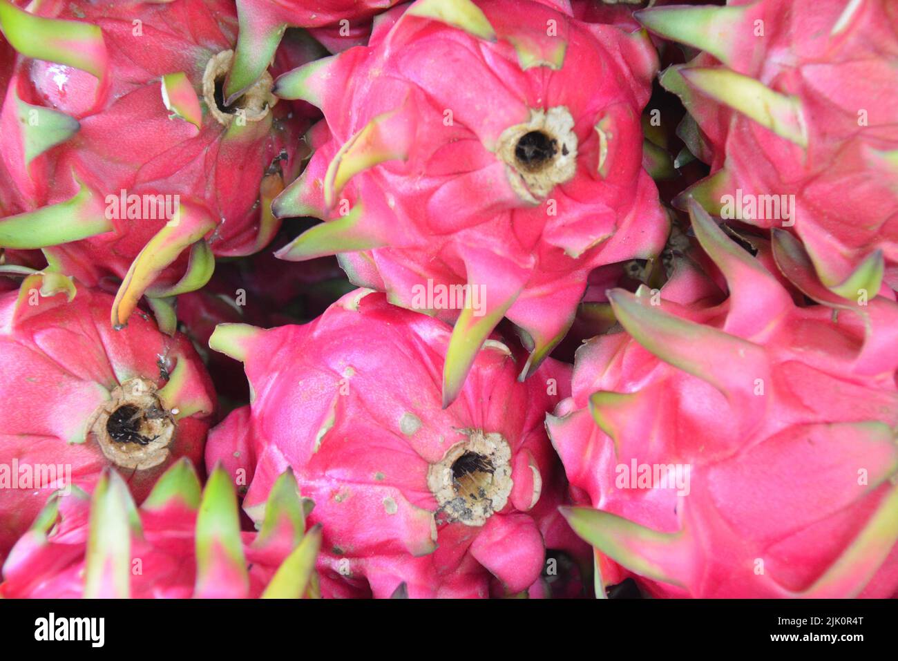 pure pink and fresh dragon fruits Stock Photo - Alamy