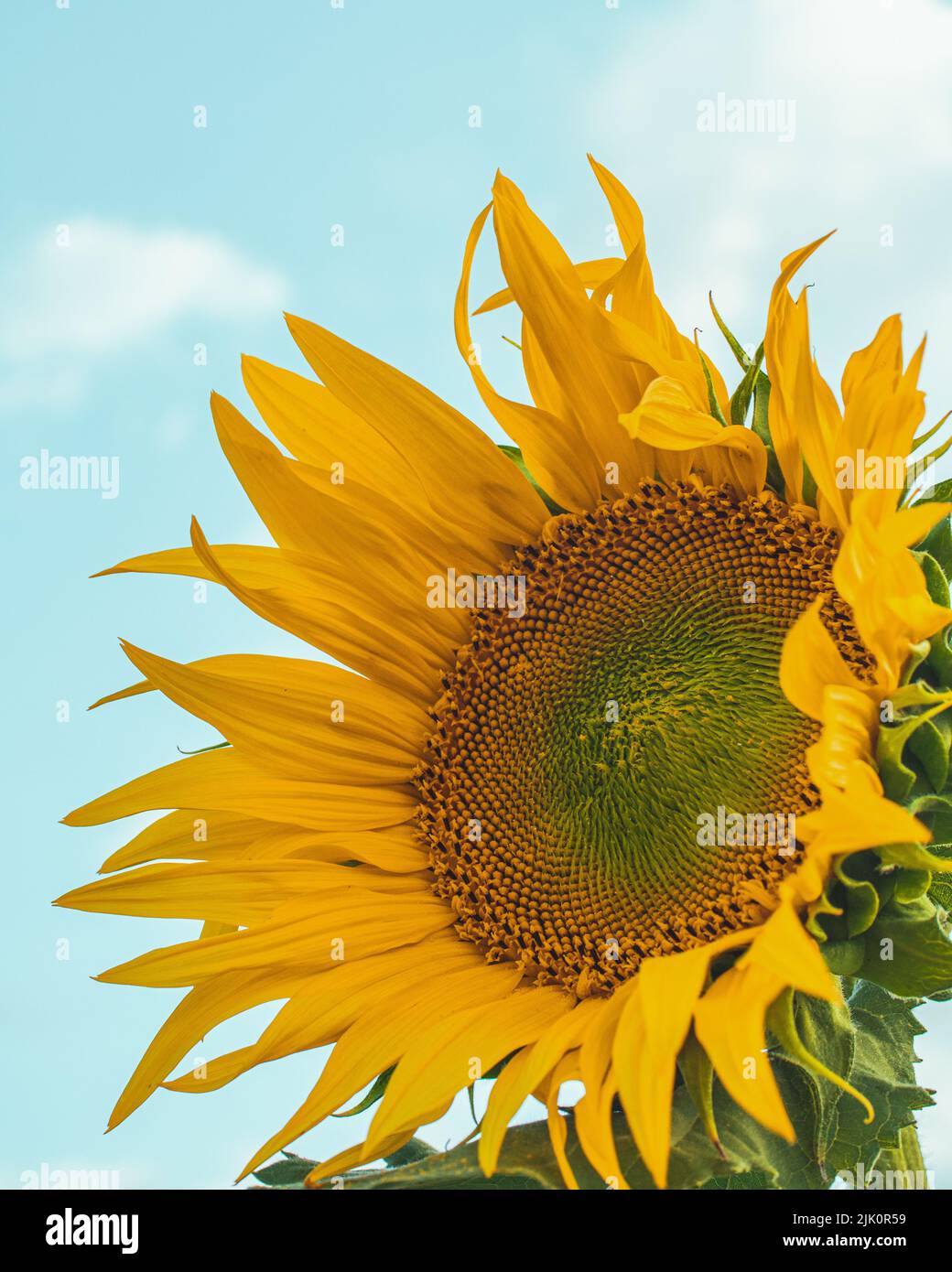 A vertical closeup of a sunflower growing in a field on a sunny day ...