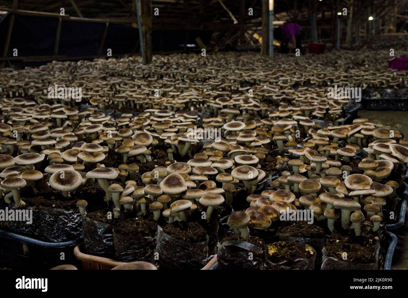 Growing mushrooms greenhouse hi-res stock photography and images - Alamy