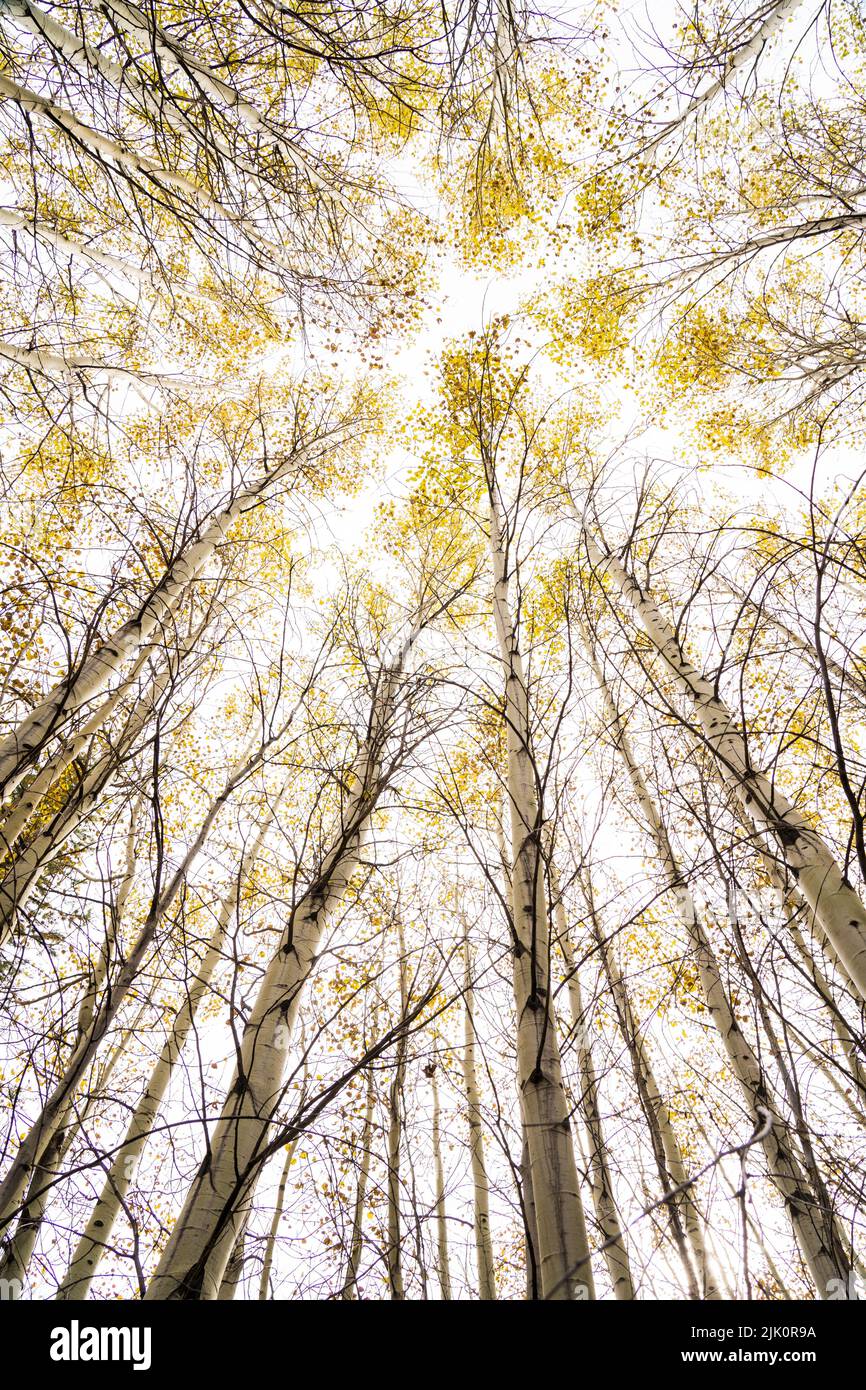 A low-angle shot of tall birch trees with yellow leaves on the top on a ...