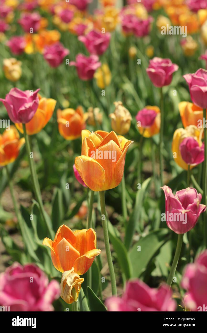 A sunny field of beautiful spring flowers and tulips growing in the ...