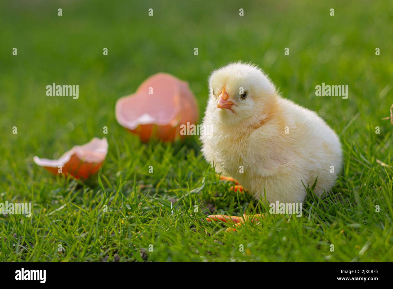A closeup of a chick standing near a cracked egg shell on green grass ...