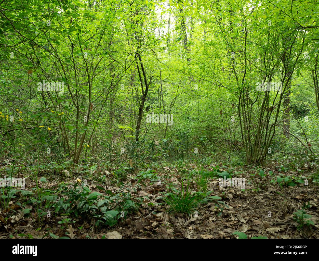 Forest photo with thin bodied trees, bushes and wild flowers Stock ...