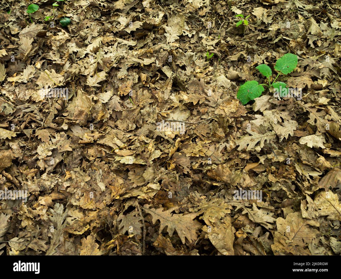 A photo of dried leaves on forest ground with bushing out seedlings ...