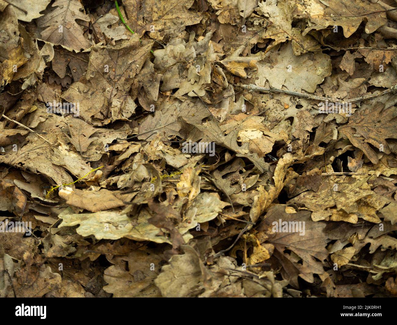 A photo of dried leaves on forest ground Stock Photo - Alamy
