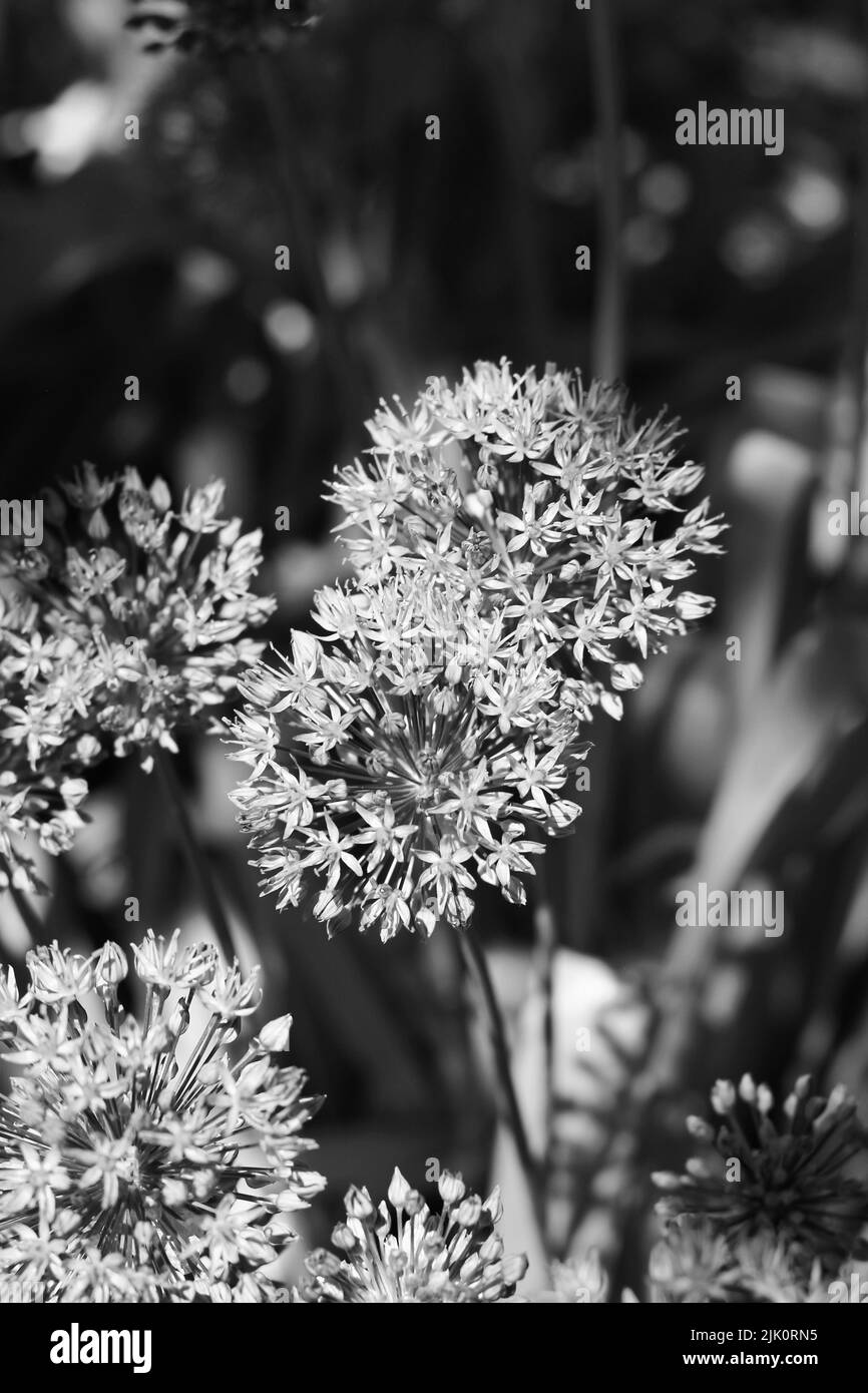 Beautiful allium flower growing in the bright sun in black and white ...