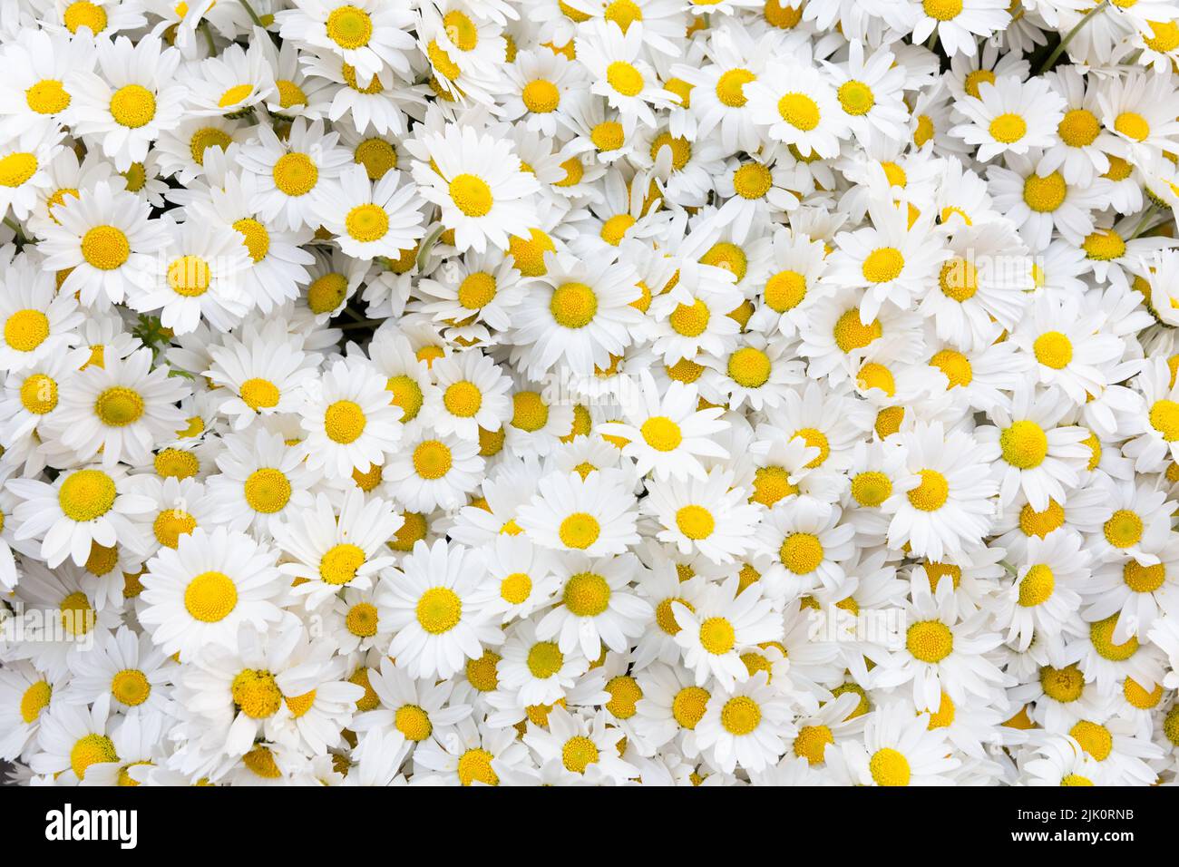 Close shot of chamomile flowers Stock Photo - Alamy