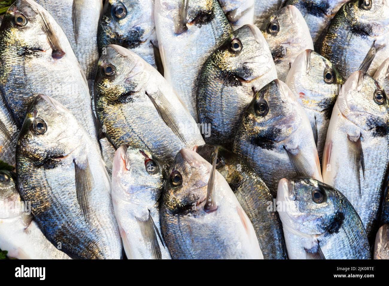 Sea bream fish lined up side by side Stock Photo - Alamy