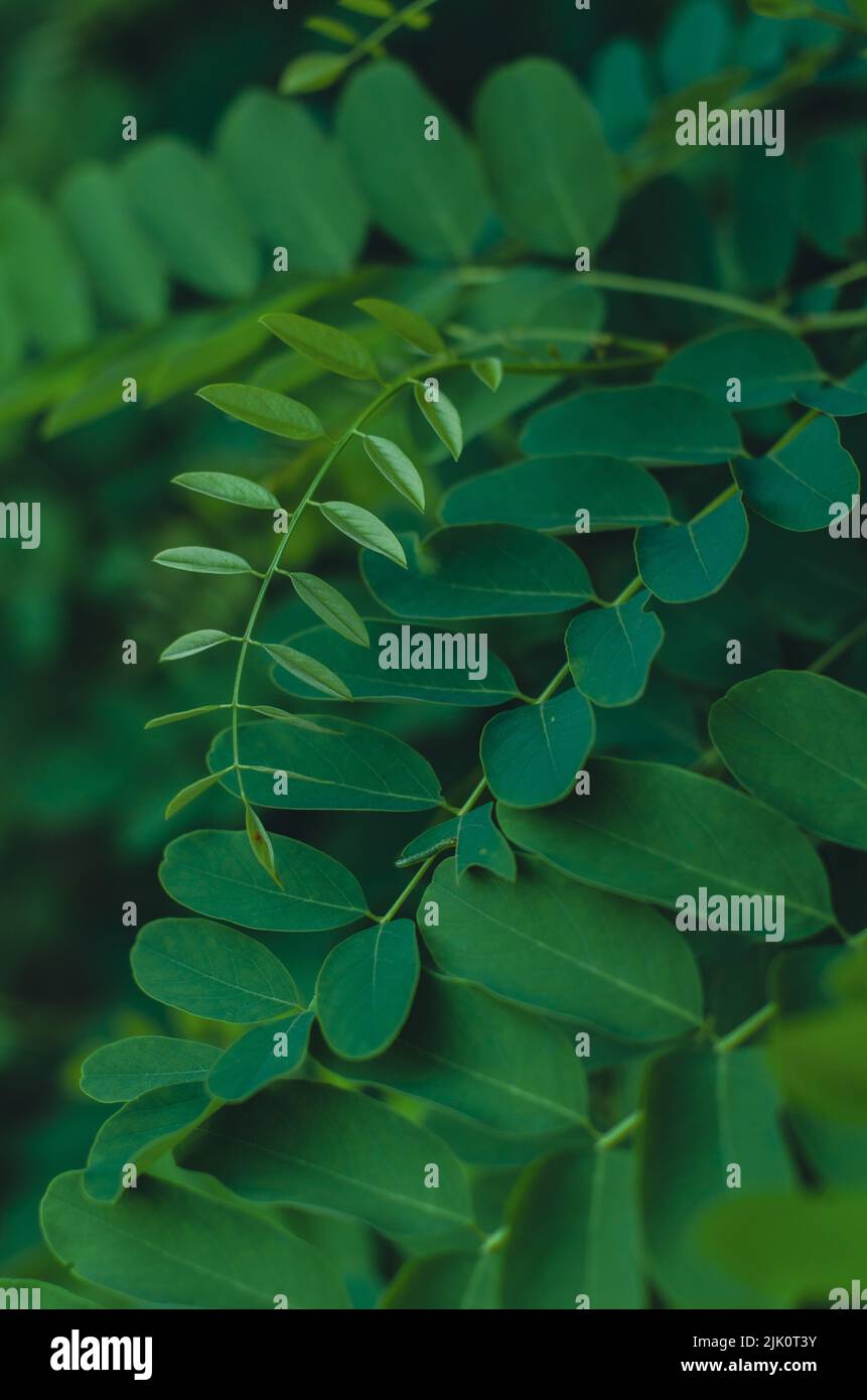 Robinia pseudoacacia leaves golden hour closeup Stock Photo - Alamy