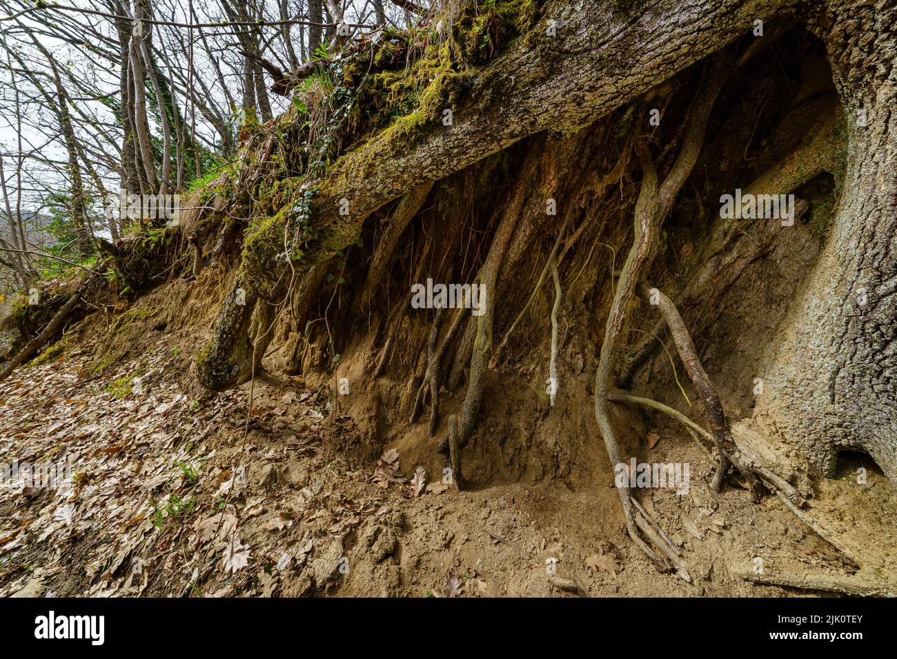 Very old tree roots that come out of the ground and hang from the ...